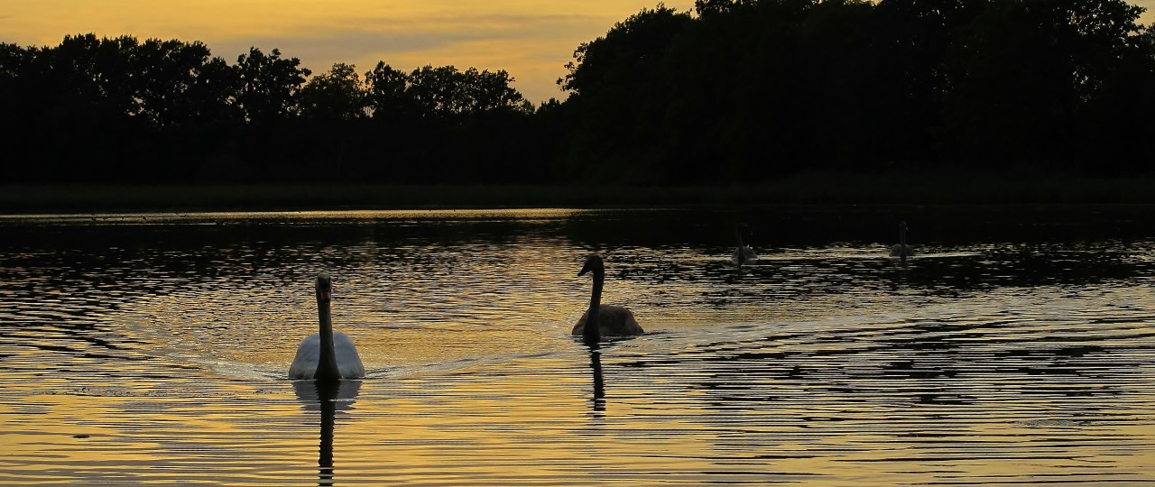 Za kuňkáním žab a elegancí labutí k Jistebnickým rybníkům | Kraj mého srdce